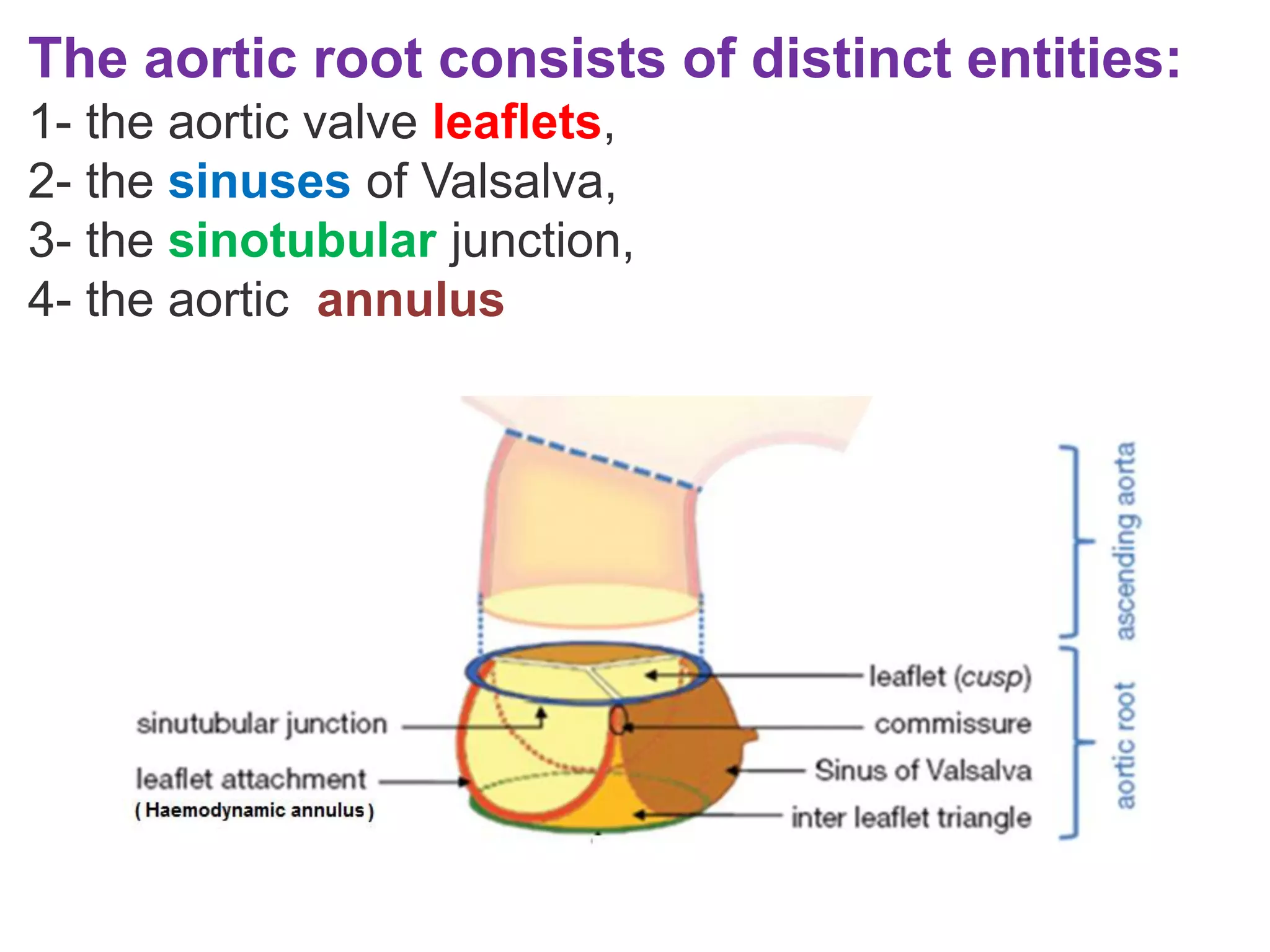 Aortic root anatomy | PDF