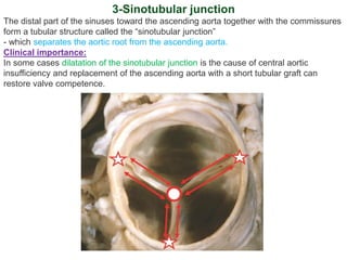 Aortic root anatomy | PDF