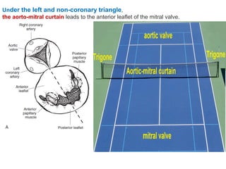 Aortic root anatomy | PDF