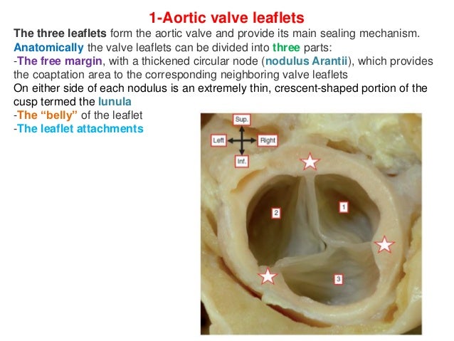 Aortic root anatomy