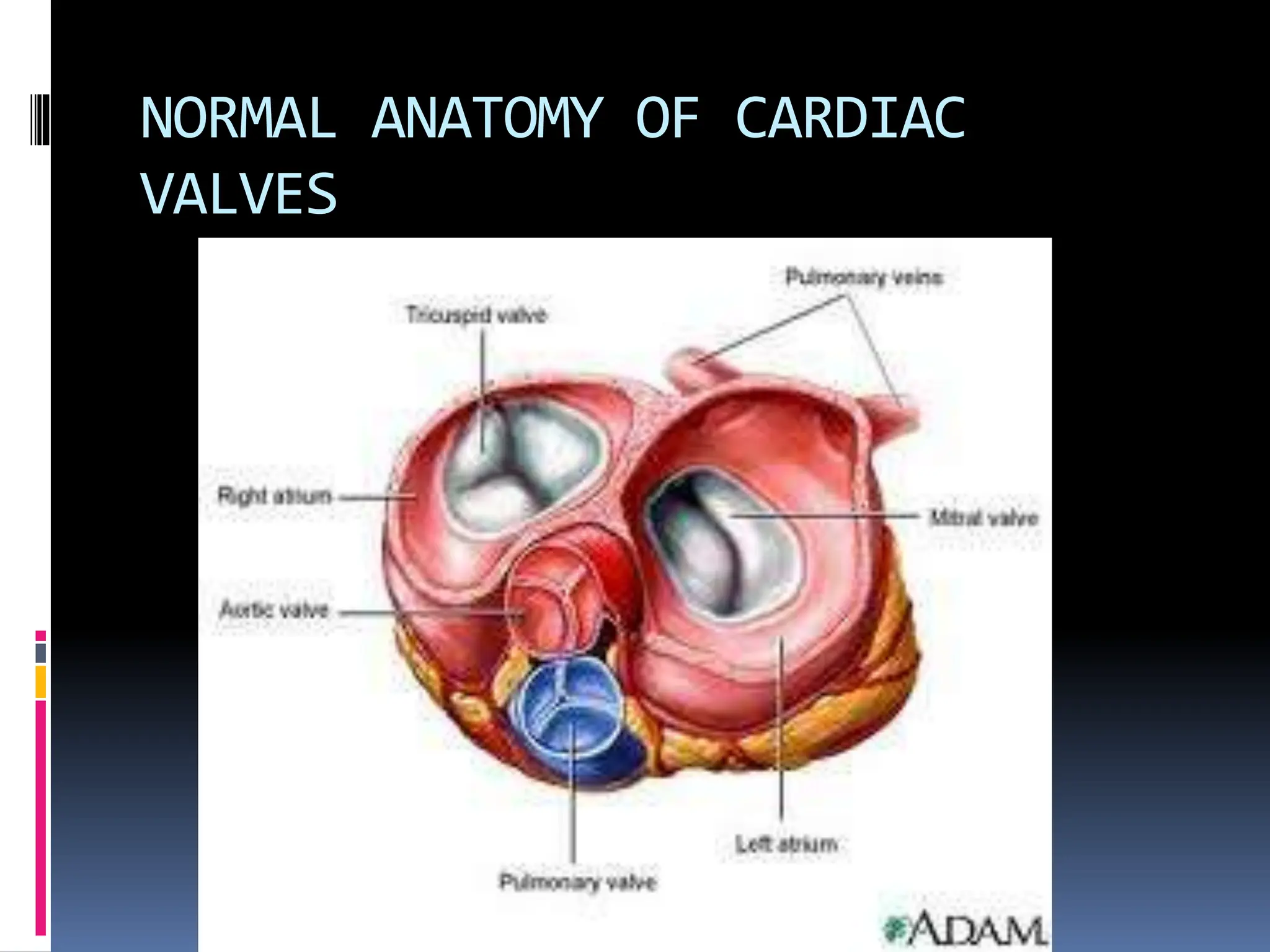 Normal Aortic Valve Anatomy