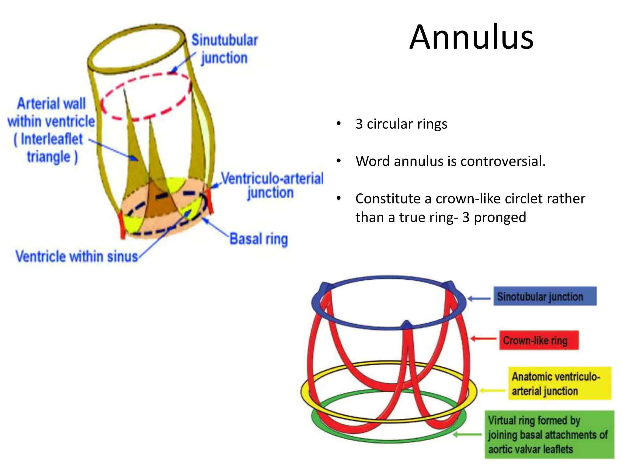 Aortic valve anatomy presentation | PPTX
