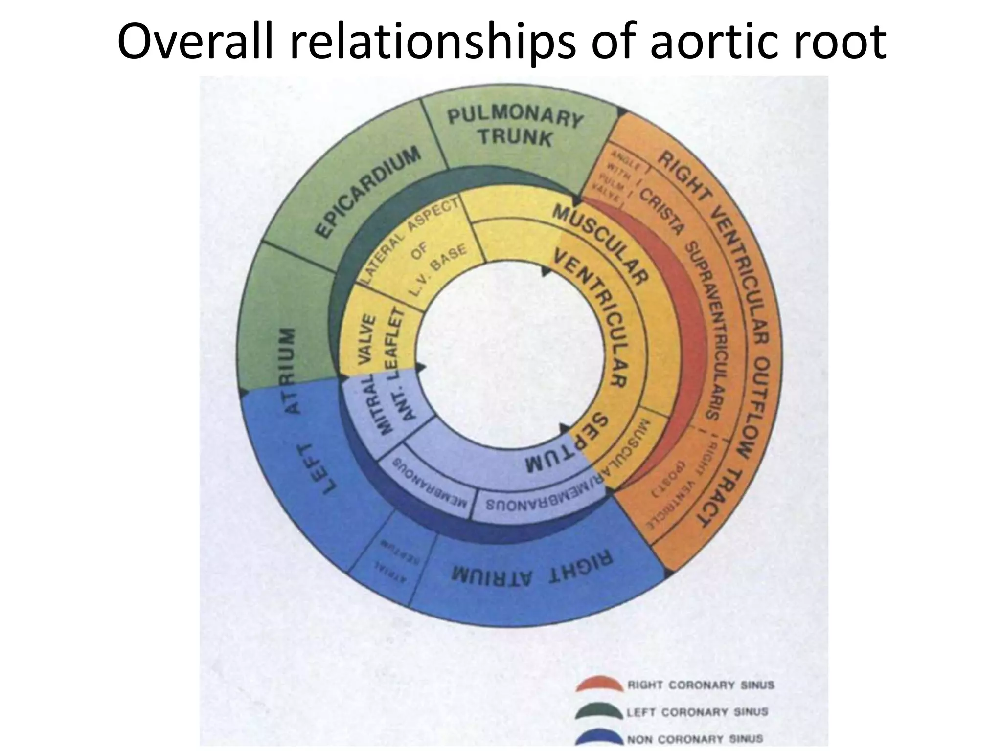 Aortic valve anatomy presentation | PPTX