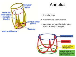 Aortic valve anatomy presentation | PPTX