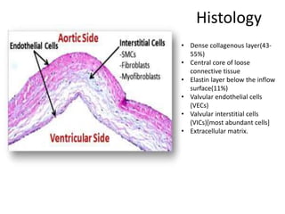 Aortic valve anatomy presentation | PPTX