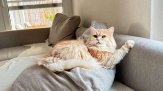 GOING AOT WITH GRAALVM FOR SPRING BOOT (SPRING IO) | PPTX