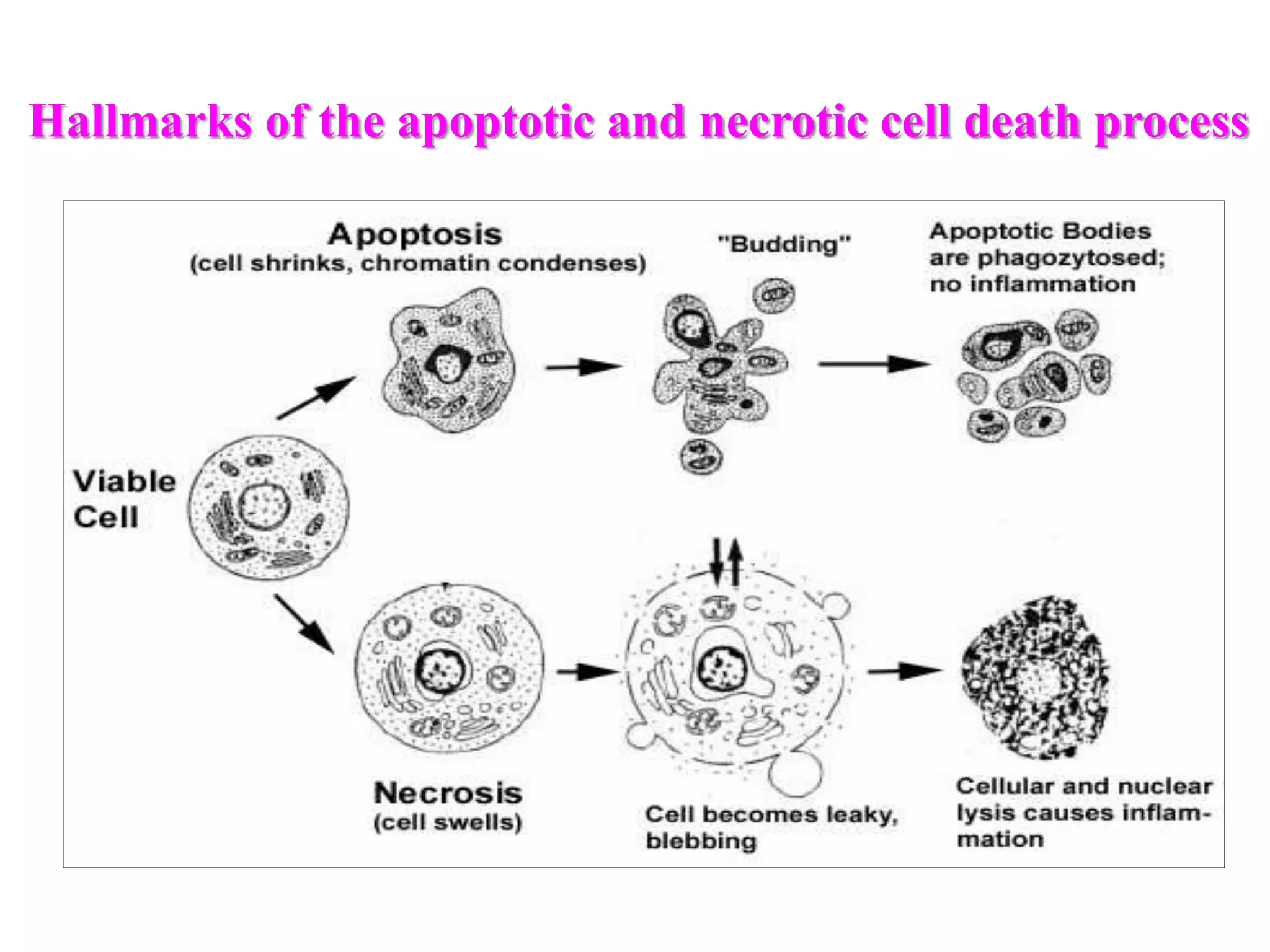 Basic Introduction of Apoptosis or Cell death | PPT