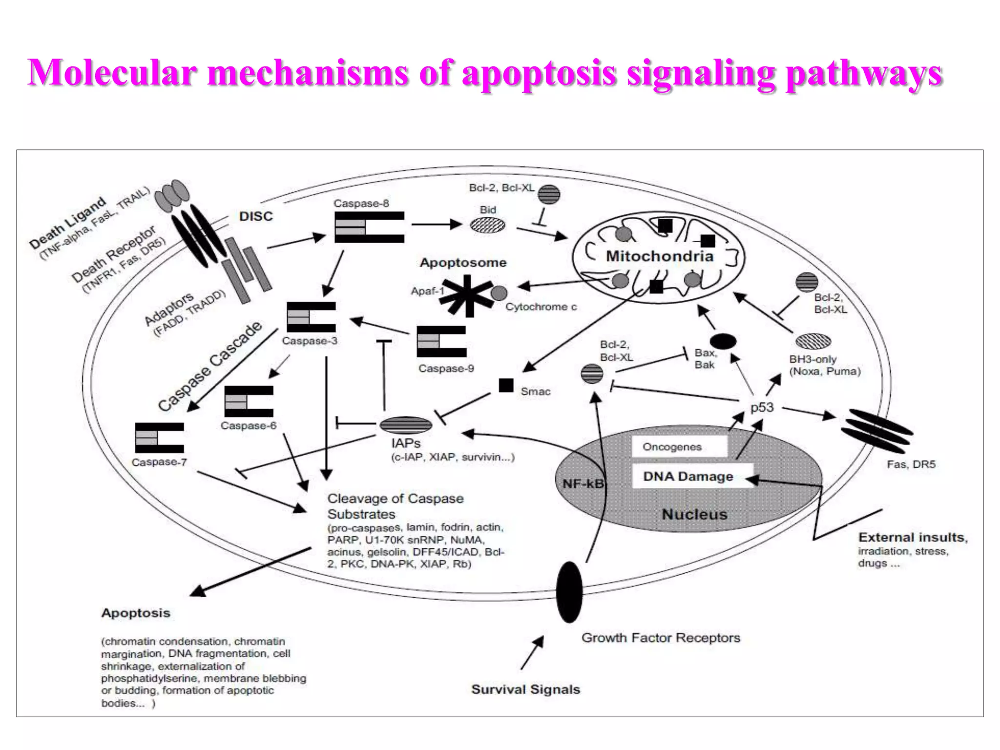 Basic Introduction of Apoptosis or Cell death | PPT