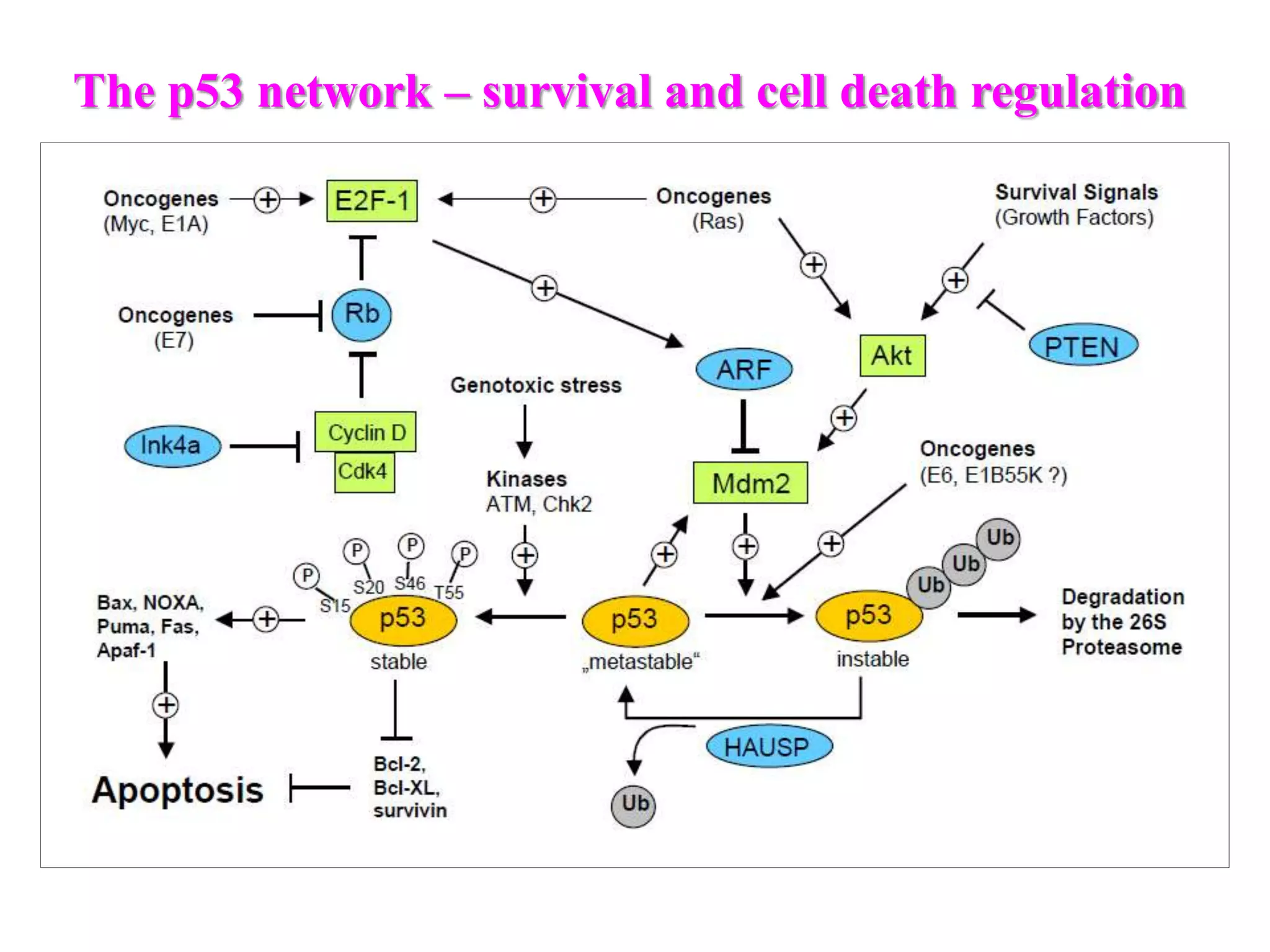 Basic Introduction of Apoptosis or Cell death | PPT