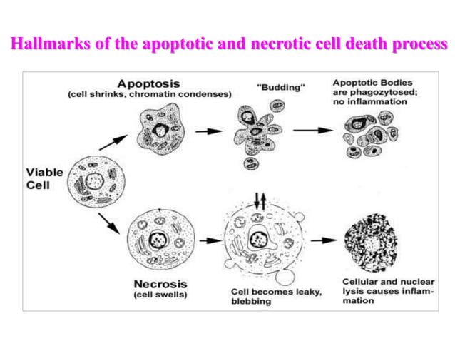 Basic Introduction of Apoptosis or Cell death | PPT