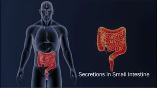 Digestive secretions | PPT