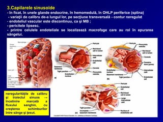 ap.cardio-vascular.pdf