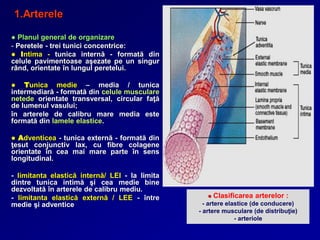 ap.cardio-vascular.pdf