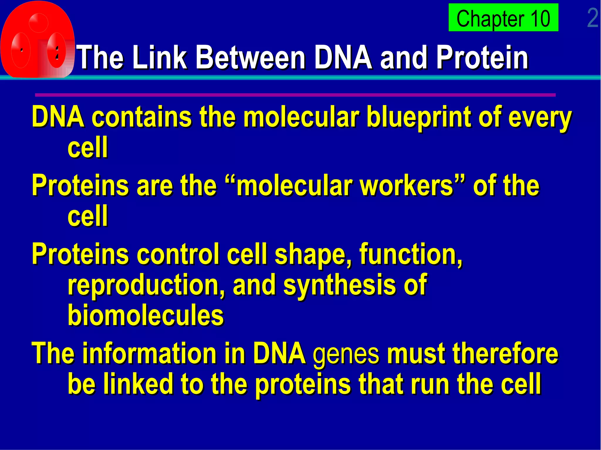 AP Bio Ch 10 Power Point | PPT