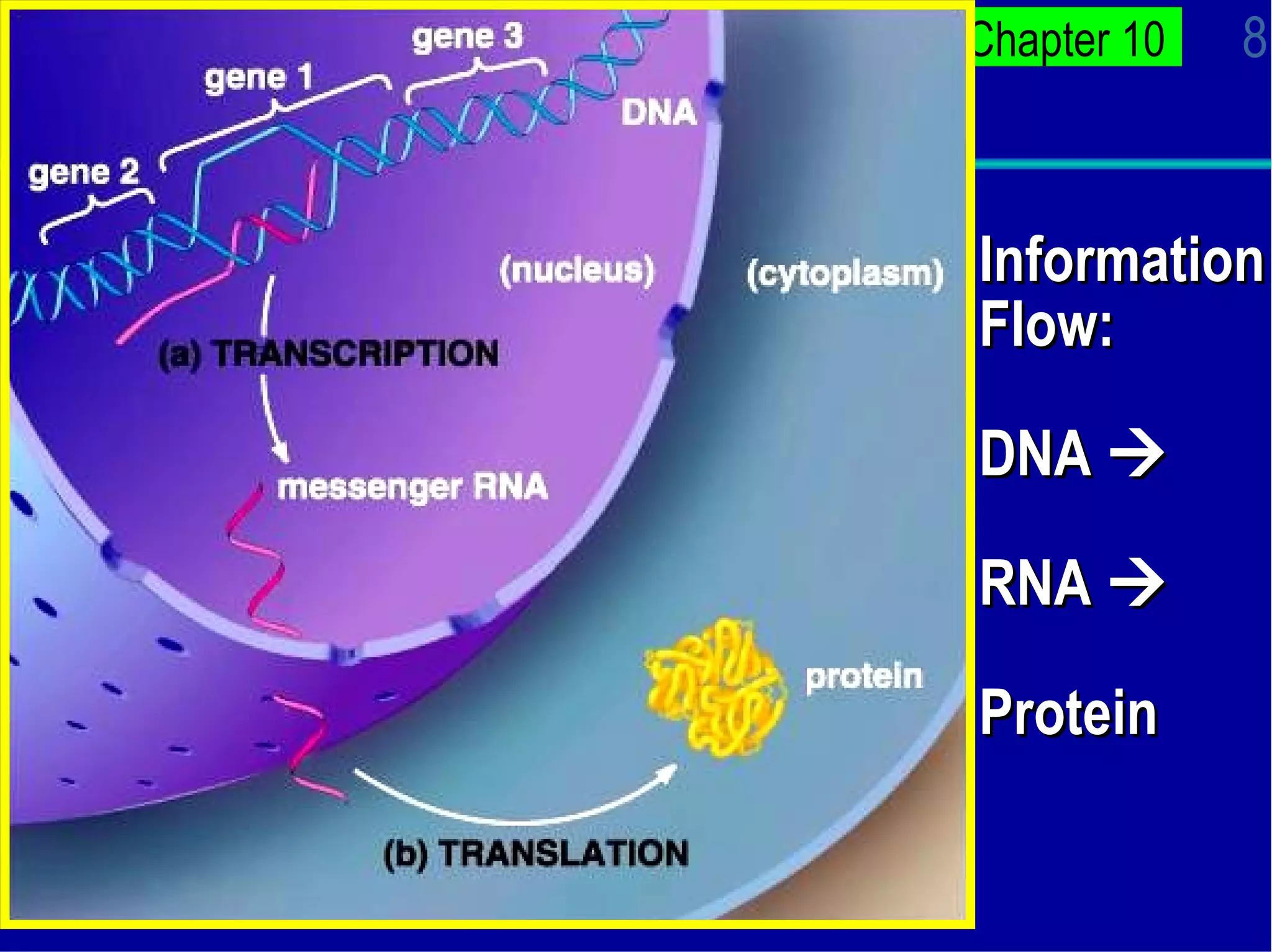 AP Bio Ch 10 Power Point | PPT