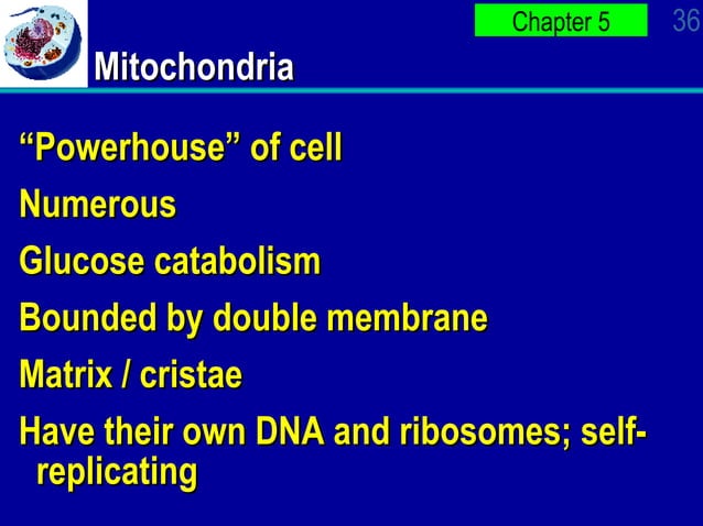 Ap Bio Ch 4 PowerPOint | PPT