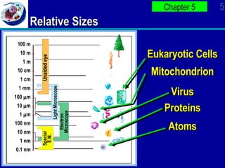 Ap Bio Ch 4 PowerPOint | PPT
