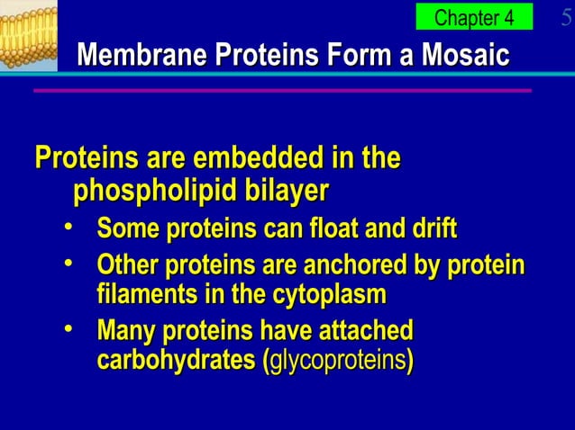 Ap Bio Ch 5 Power Point | PPT