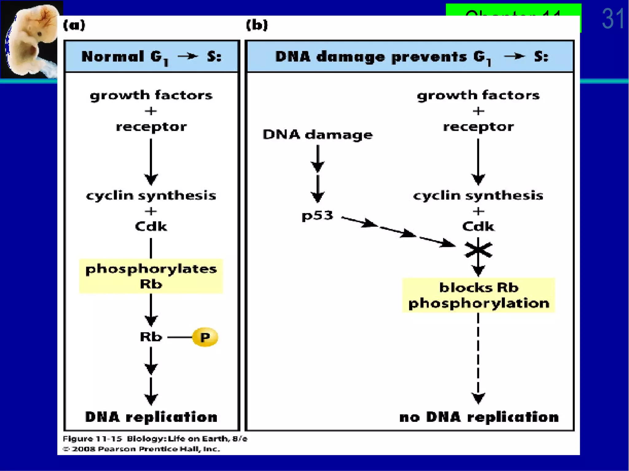 AP Bio Ch11 PowerPoint | PPT