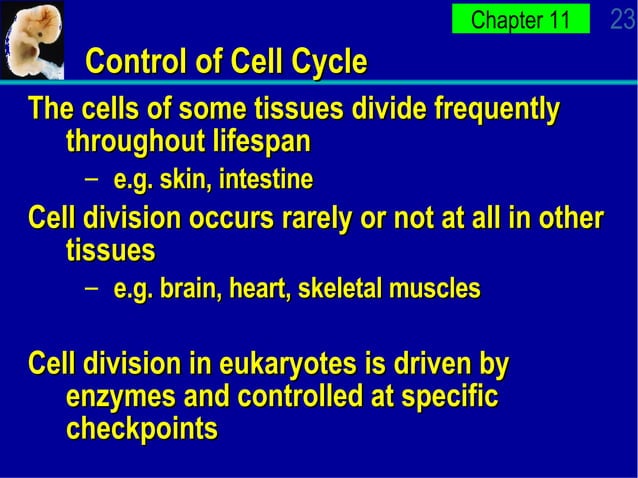 AP Bio Ch11 PowerPoint | PPT