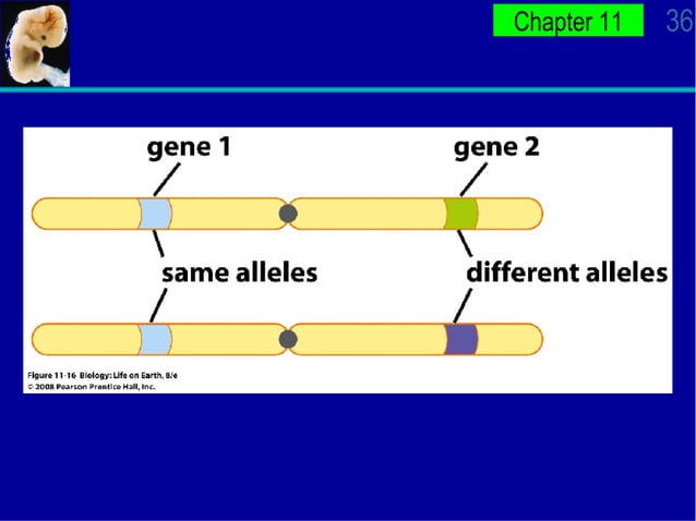 AP Bio Ch11 PowerPoint | PPT