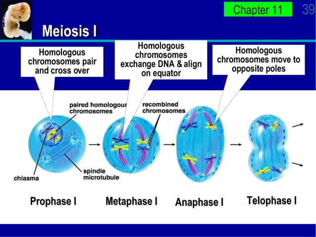 AP Bio Ch11 PowerPoint | PPT