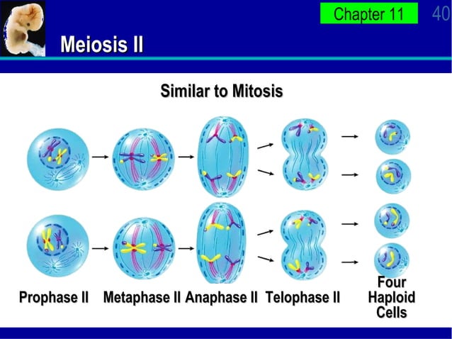 AP Bio Ch11 PowerPoint | PPT