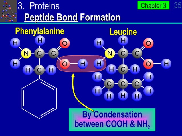 Ap Bio Ch3 PowerPoint | PPT