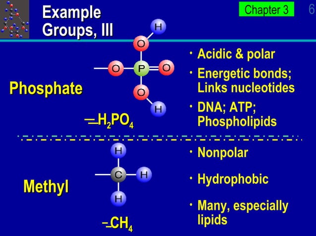Ap Bio Ch3 PowerPoint | PPT