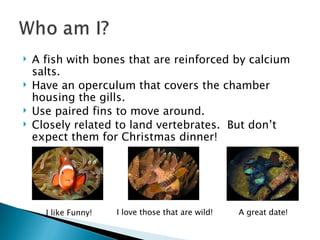 Ap Bio. Osteichthyes Class Ppt2 | PPT