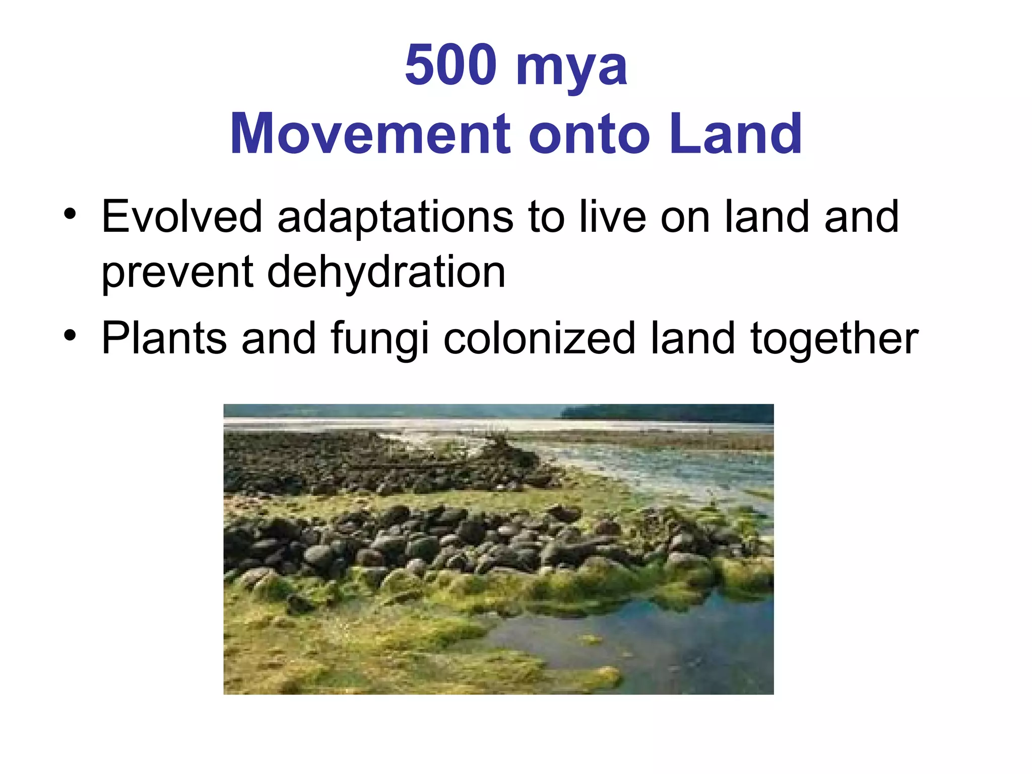 Ap Chap 25 The History Of Life On Earth | PPT
