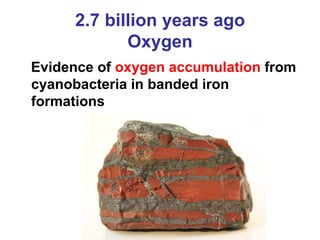 Ap Chap 25 The History Of Life On Earth | PPT