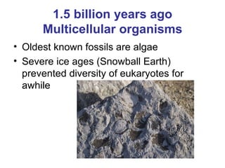 Ap Chap 25 The History Of Life On Earth | PPT