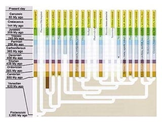 Ap Chap 25 The History Of Life On Earth | PPT