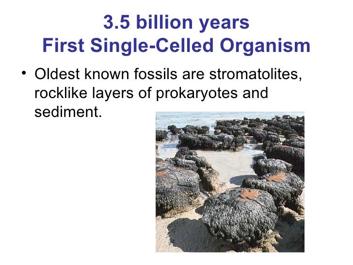 Ap Chap 25 The History Of Life On Earth