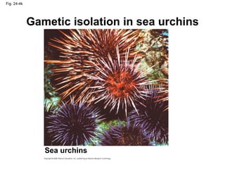 Ap Chapter 24 The Origin Of Species | PPT