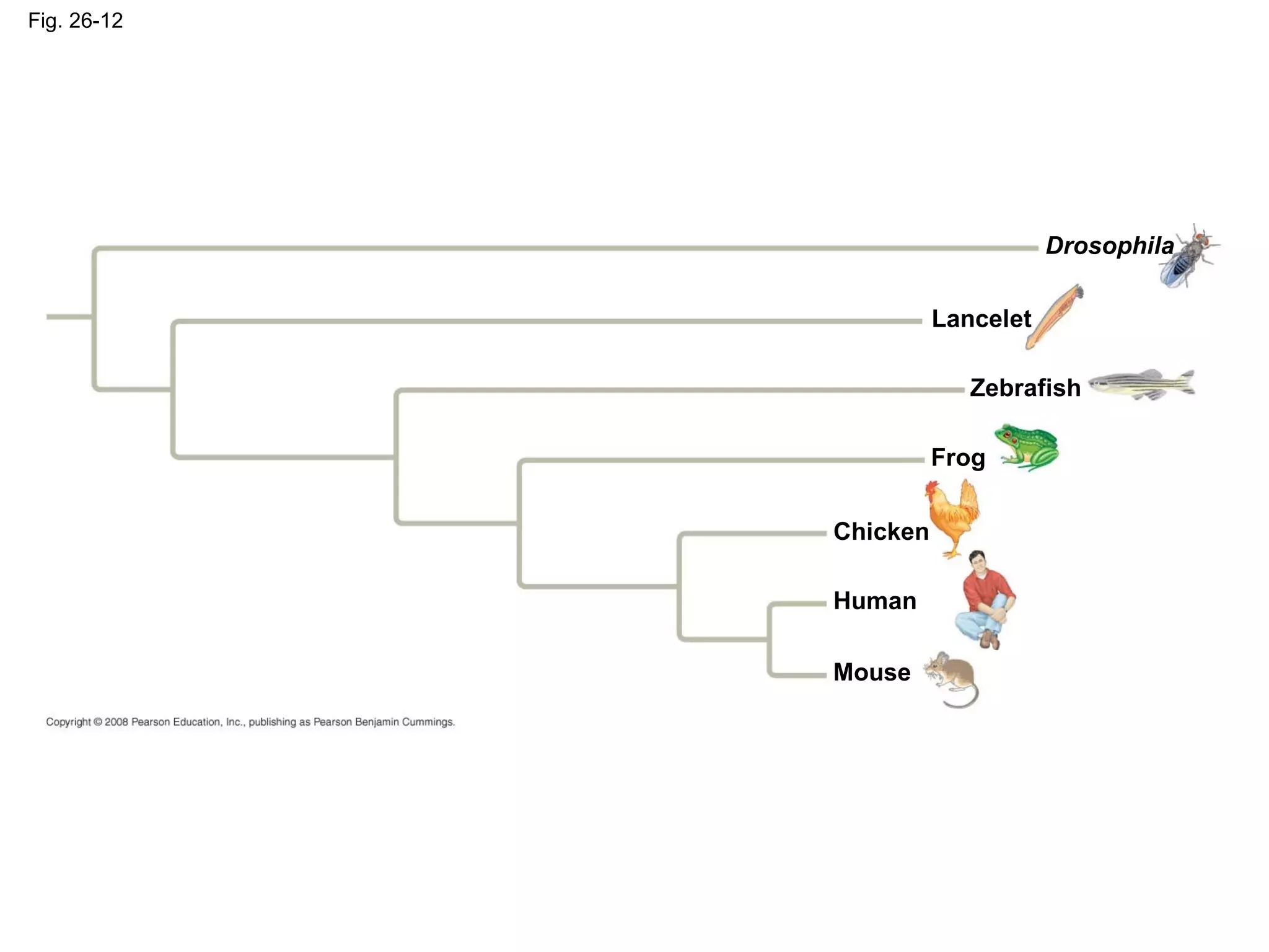 Ap Chapter 26 Evolutionary History Of Biological Diversity | PPT