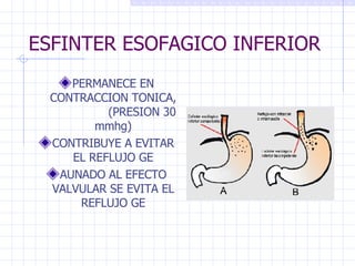 Ap. Digestivo Ii | PPT