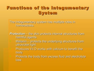 A&P Integumentary | PPT