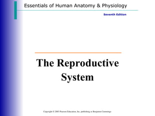 The Reproductive System Anatomy and Physiology | PPT