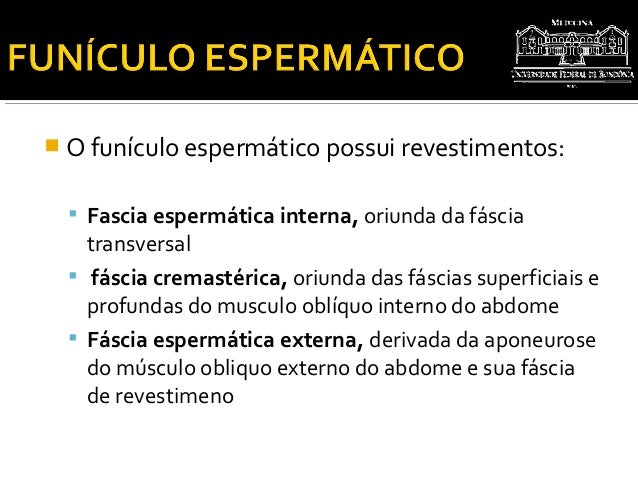 Ap. reprodutor masculino (Xmedunir)