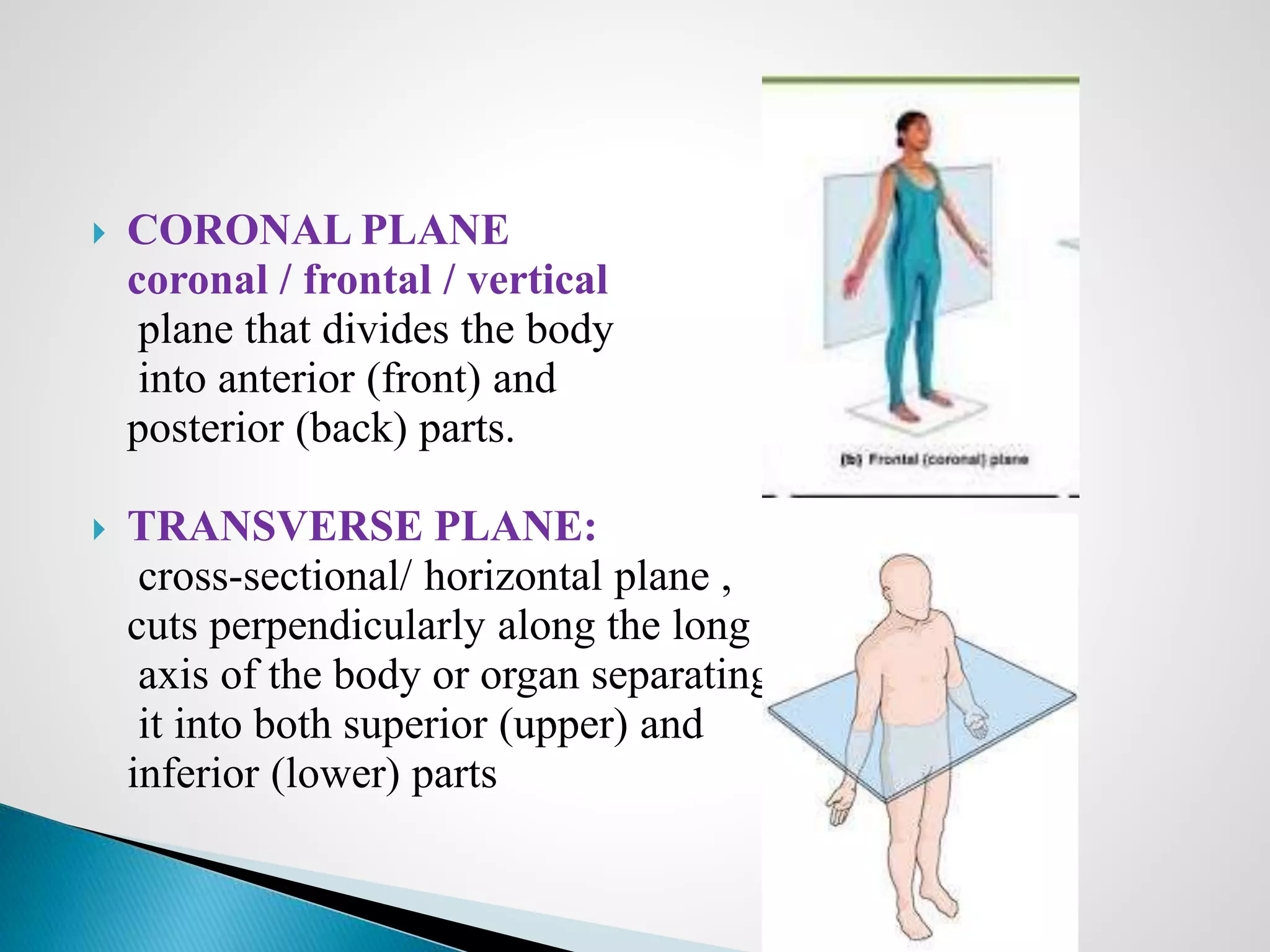 Introduction to Anatomy and Organization of human body | PPTX