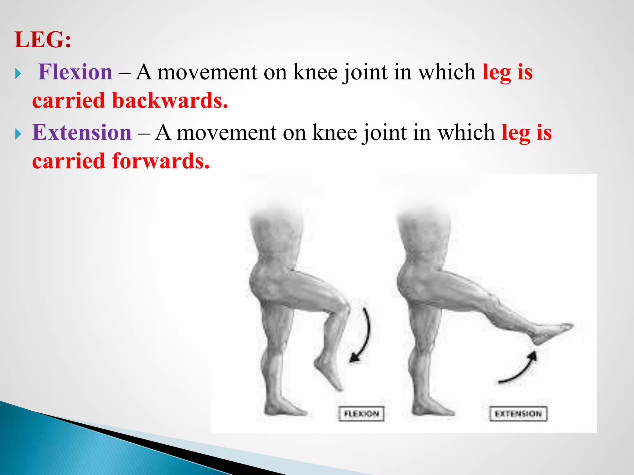 Introduction to Anatomy and Organization of human body | PPTX