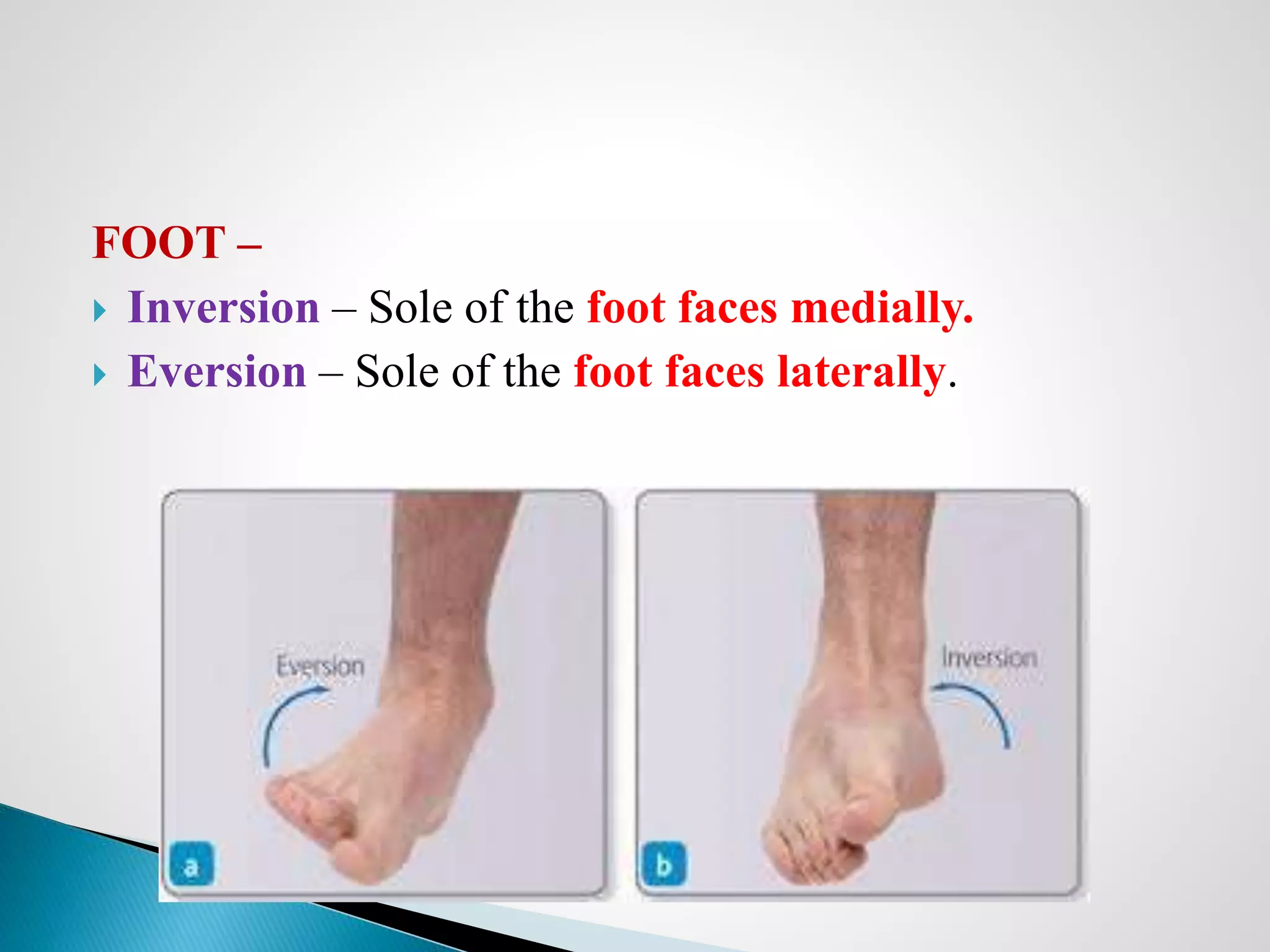 Introduction to Anatomy and Organization of human body | PPTX