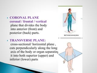 Introduction to Anatomy and Organization of human body | PPTX
