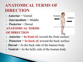 Introduction to Anatomy and Organization of human body | PPTX