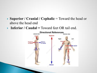Introduction to Anatomy and Organization of human body | PPTX