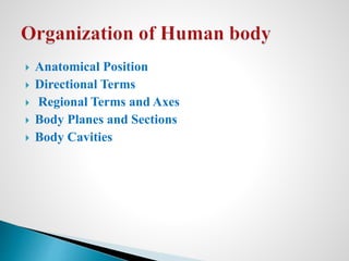 Introduction to Anatomy and Organization of human body | PPTX