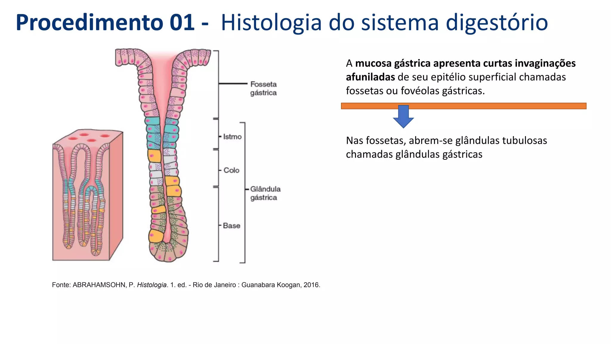 Ap1 - Ciências Morfofuncionais dos Sistemas Digestório, Endócrino e ...