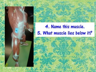 A&p 1 lab practical 3 - review | PDF